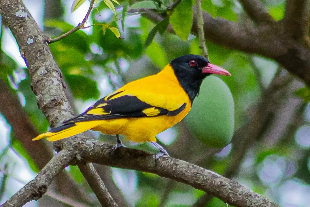 Nepal Rhino Safari - 4 Days best tour in Chitwan